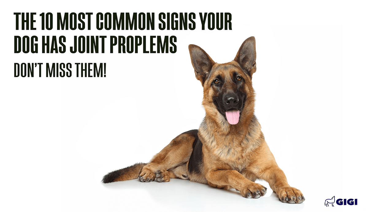 10 Signs Your Dog Has Joint Problems | Guide to Healthier Pets – GIGI VET